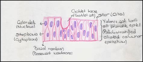 Lining Epithelium