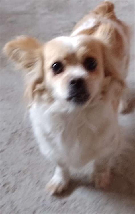 My Brother Pipi Online Puzzle