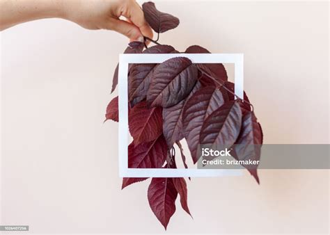 크리에이 티브와 자연 개념입니다 잎 백서 카드 프레임 텍스트 레이아웃에 의하여 이루어져 있다 소녀 나무를 들고 분기와 손잡고 나뭇잎 0명에 대한 스톡 사진 및 기타 이미지