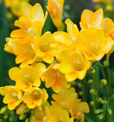 Imágenes Y Nombres De Flores De Principios De Primavera 45 Tipos De