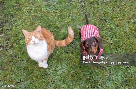 Weiner Cat Photos And Premium High Res Pictures Getty Images