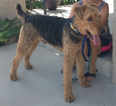Jack2 Southwest Airedale Terrier Rescue