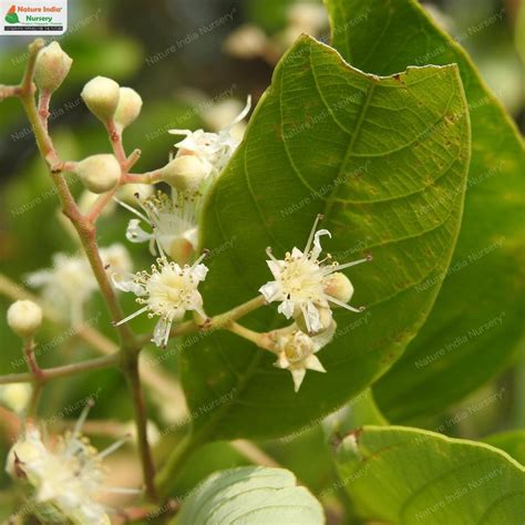 Buy Lagerstroemia Microcarpa Plant In Bulk Online Nature India Nursery