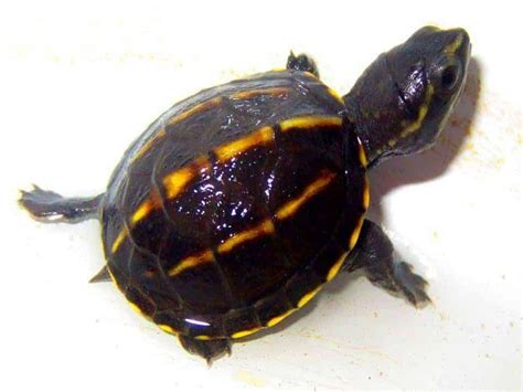 3 Striped Mud Turtle For Sale Turtlestore Com