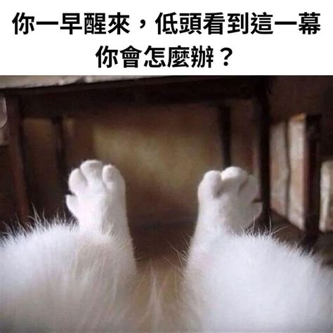 轉發 吸自己 梗圖板 Dcard