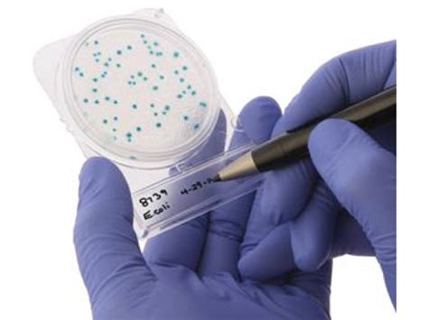 Rapid Microbial Swab