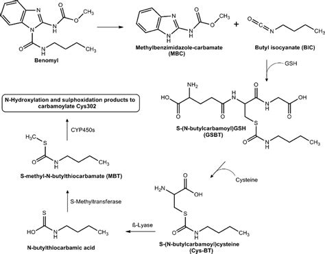 Benomyl And Its Active Metabolites Benomyl Is Metabolized To Bic Bic