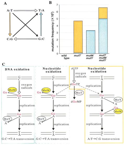 8 Oxoguanine Related Mutagenesis A Base Substitution Mutations