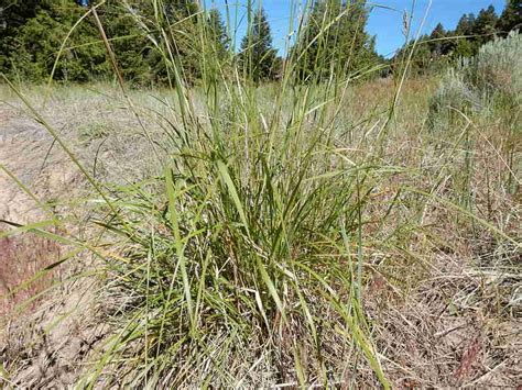 North Dakota Native Plants