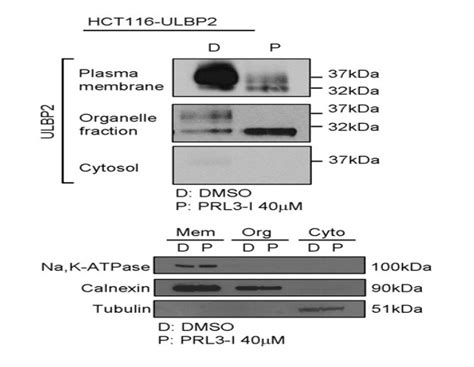 Plasma Membrane Isolation Kit Stratech