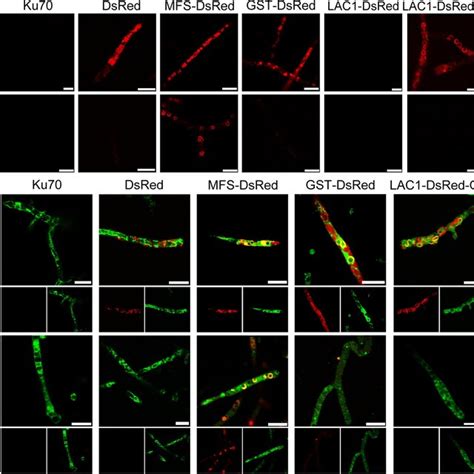 a cellular localization of the three sugar transporters in t reesei