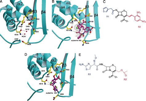 Penicillin Binding Protein