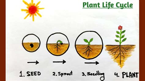 Plant Life Cycle Steps