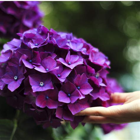 Can You Grow Your Sexuality Like A Purple Hydrangea Dr J Donna