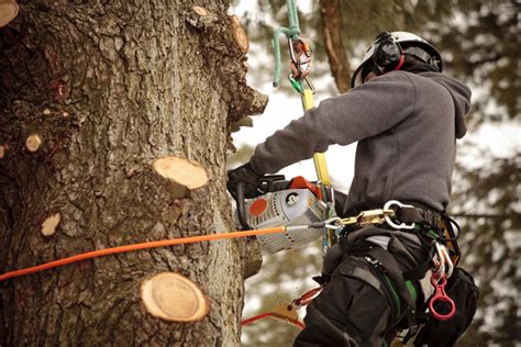 Kirkland Tree Trimming Best Local Pruning Service Company