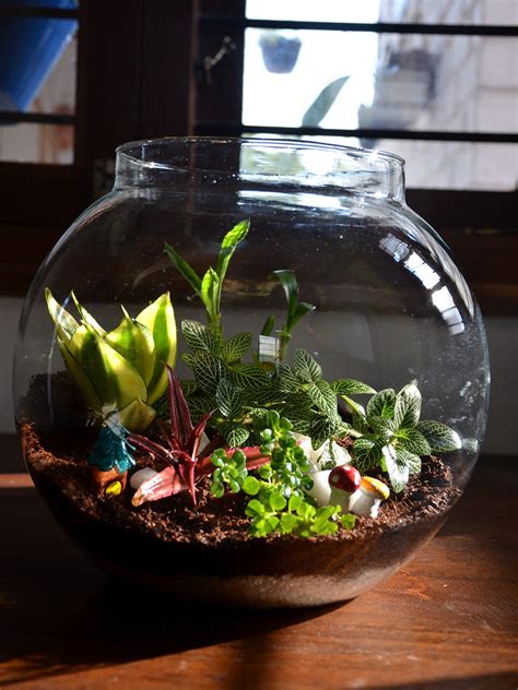 Round Terrarium 10 Inches — Mudfingers