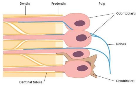 2 The Dentinpulp Complex Structures Functions And Responses To