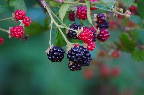 Wild Berries In Canada The Canadian Encyclopedia