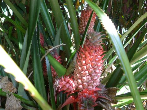 Red Pineapple Kerikeri Accommodation