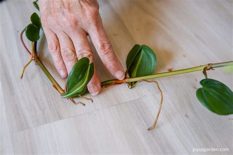 Easy Philodendron Brasil Propagation Tips