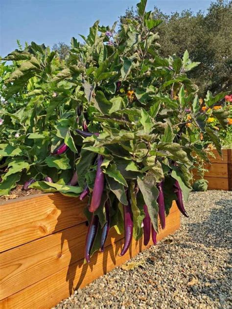 Determinate Vs Indeterminate Plants Important Differences To Know ~ Homestead And Chill