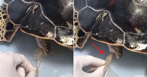 바다거북 항문 끝자락에 튀어나온 무언가 잡아당겨보니…충격적이게도 비닐봉지였다