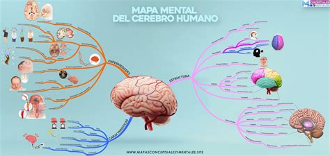Mapa Mental Del Cerebro Humano Yatmar Udocz