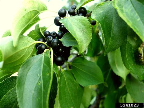 Common Buckthorn Tree How To Identify Common Buckthorn In Winter Sfspf