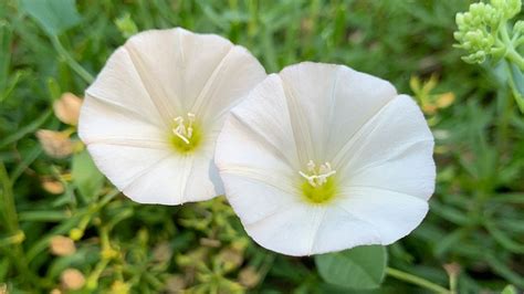 Одно из самых распространённых растений у дачников запретили выращивать новое правило с июня