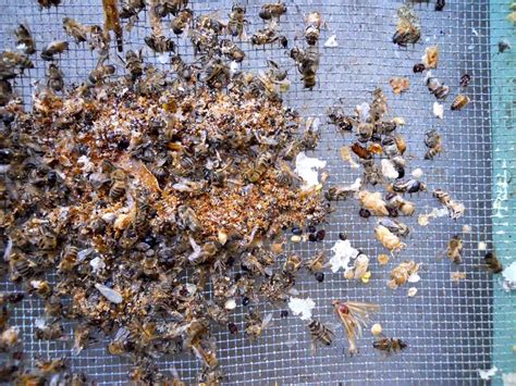 Bottom Hive Debris — Home Sweet Bees