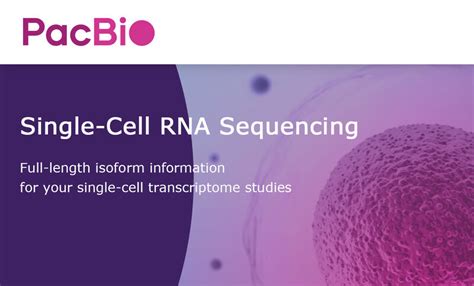 Single Cell Rna Sequencing Pacbio Bhuvaneswari Prakash