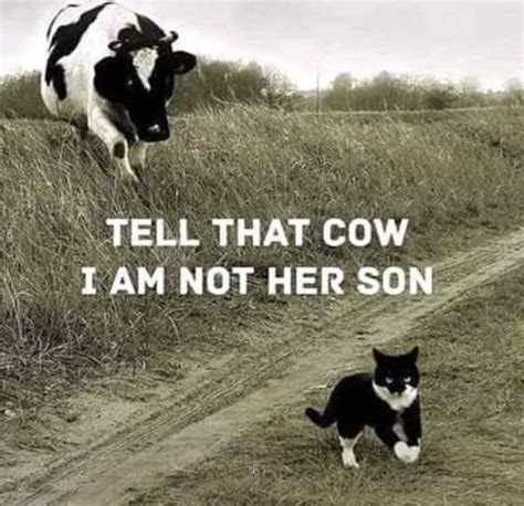 Pin By Margie On Laughter Is The Best Medicne Cows Funny Funny