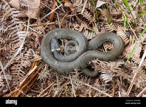 Grass Snake Barred Grass Snake Natrix Natrix Helvetica With A Minor