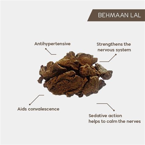 Health Benefits Of Behman Types Forms And Side Effects Herbal Information