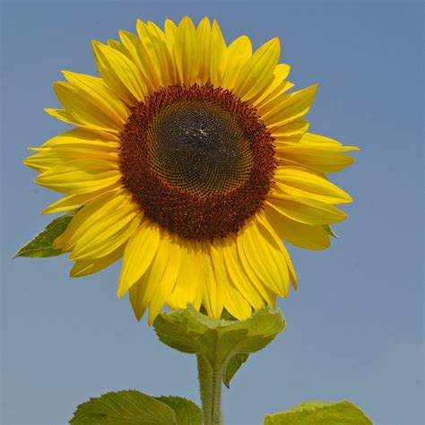 Solros ´titan´ Köp Frön Till Solros Hos Soil And Seeds