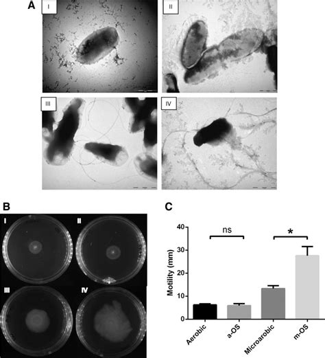 Flagellar Structures And Motility In P Extremaustralis A