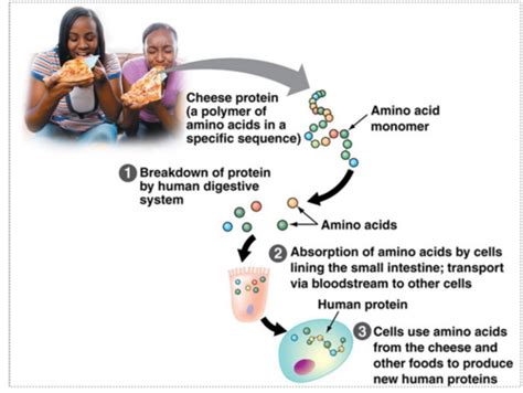 Lecture 10 Digestion Flashcards Quizlet