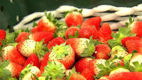 짓무른 여름 딸기 안녕단단한 과실이 주렁주렁 네이버 Tv