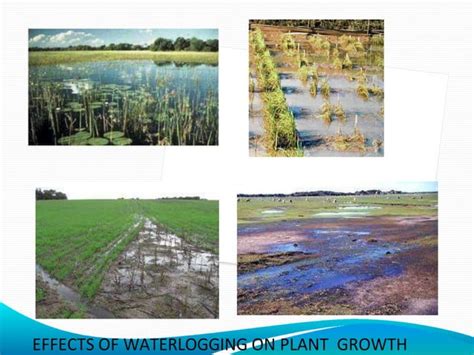 Waterlogging Types And Causes Of Waterlogging Effects And Its Control Salinity Effects With Figure
