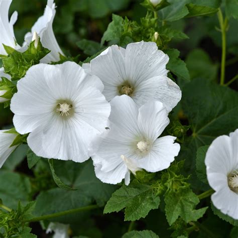 Lavatera Marshmallow Ice White 9cm One Click Plants