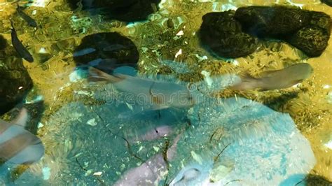 Fish And Small Canal In Jungle Stock Video Video Of Charming