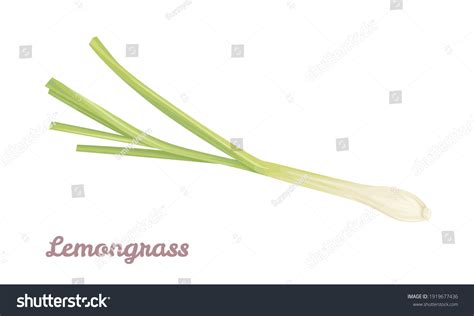 Lemongrass Over 2724 Royalty Free Licensable Stock Vectors And Vector Art Shutterstock