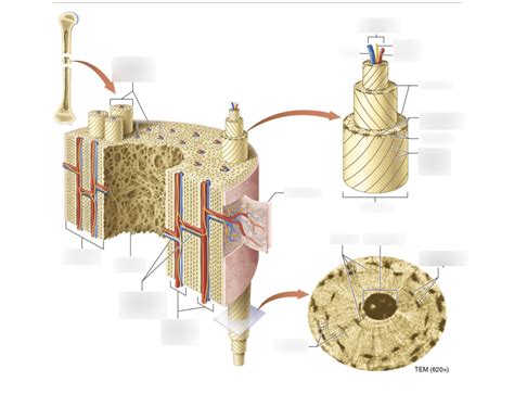 Compact Bone Diagram Quizlet