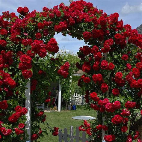 Climbing Red Rose Pauls Scarlet Hardy Garden Plant Ideal For