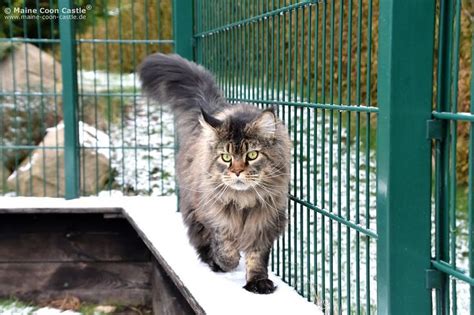 Pin On A חתולי מיין קון 2