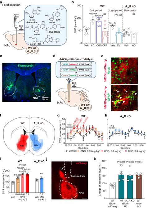 Activation Of Nac A2ar By Focal Injection Of Adenosine Or Stimulation