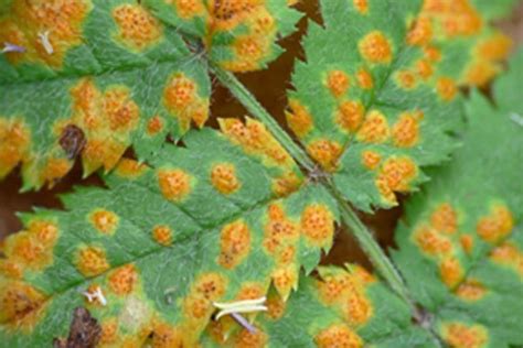 Ржавчина На Листьях Фото — Картинки