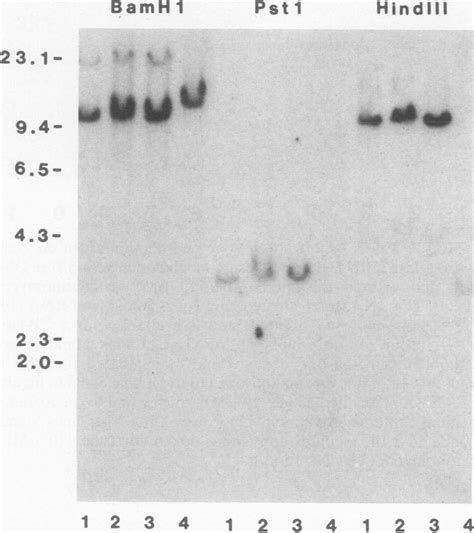 Southern Restriction Analysis Of Genomic Dna Genomic Dnas 10 Pg