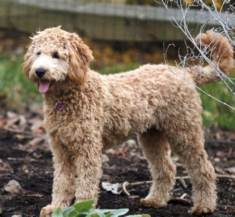 Goldendoodle Dog Information Pictures Dogexpress