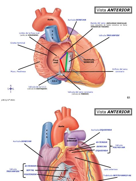 02 Cardio Vascular Jhsj 61 64 Pdf Ventrículo Corazón Aorta